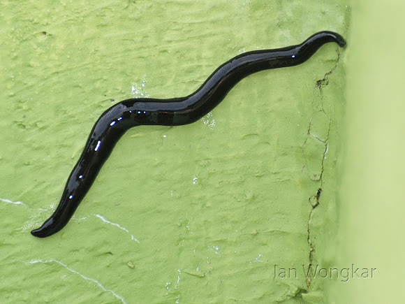 Blue Garden Flatworm | Project Noah