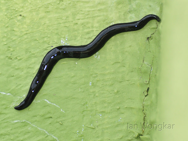 Blue Garden Flatworm | Project Noah