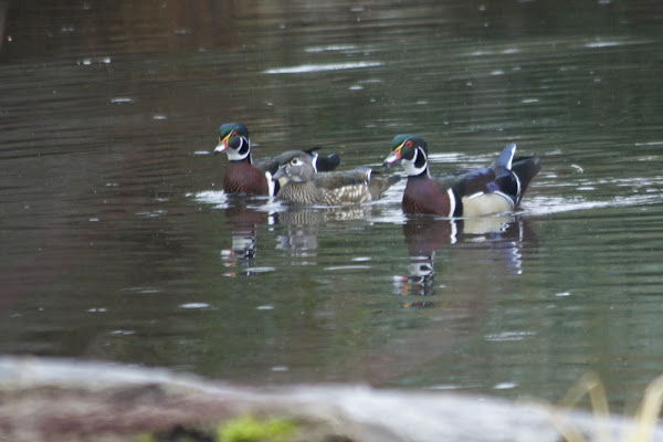 Wood Duck | Project Noah