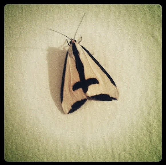 Jesus Moth | Project Noah