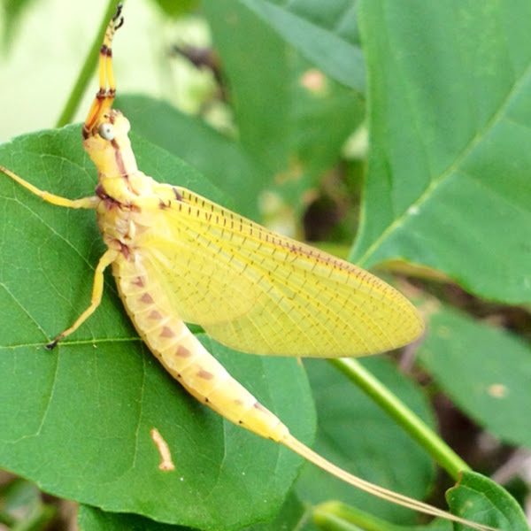 Mayfly | Project Noah