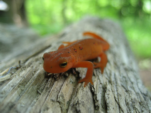 Eastern Newt | Project Noah