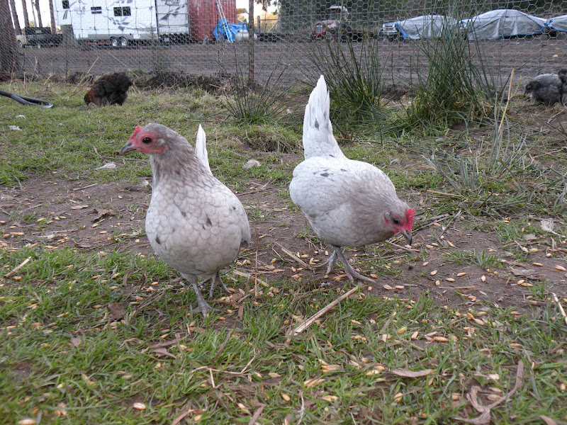 Looking for Splash or Blue OEGB hatching eggs | BackYard Chickens ...