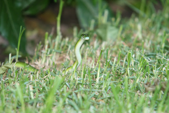 Western Natal Green Snake | Project Noah