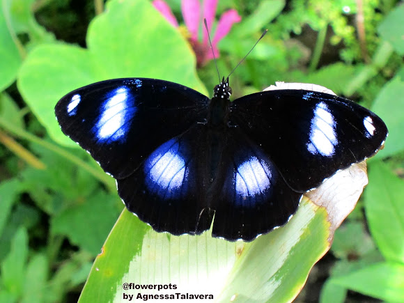 Great Eggfly Butterfly (Male) | Project Noah