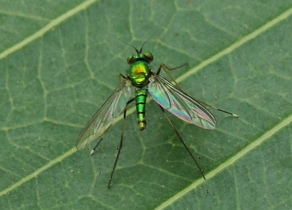 Long Legged Fly | Project Noah