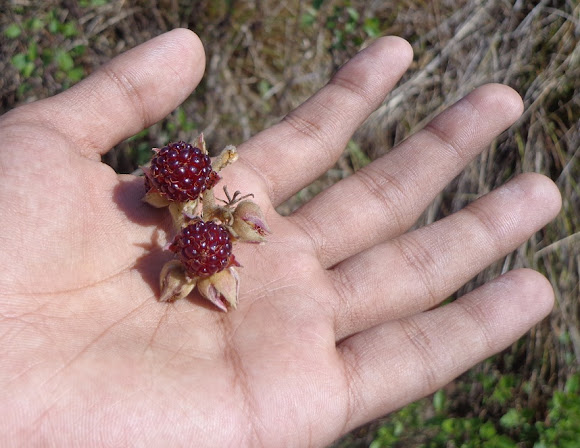 Indian Raspberry | Project Noah