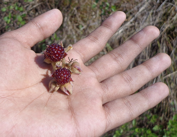 Indian Raspberry | Project Noah