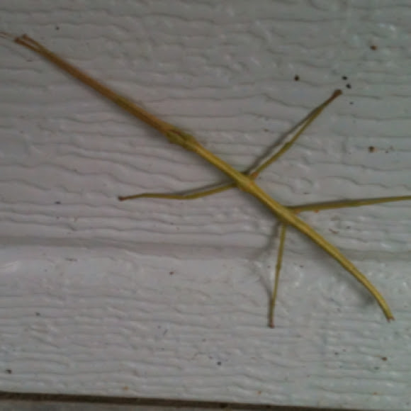 Common Walking stick | Project Noah