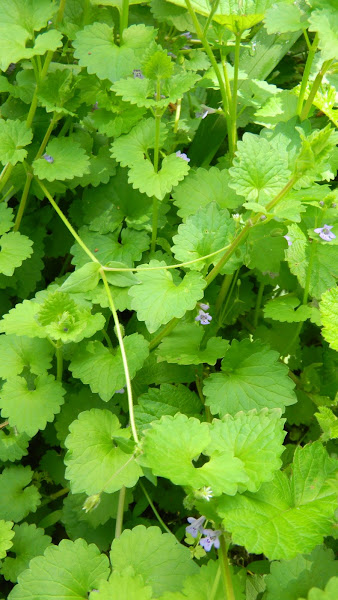 Ground Ivy, Creeping Charlie | Project Noah