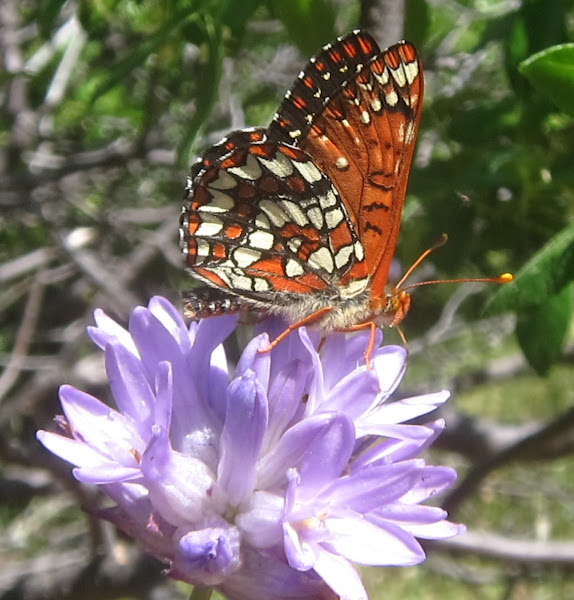 Variable Checkerspot Butterfly | Project Noah