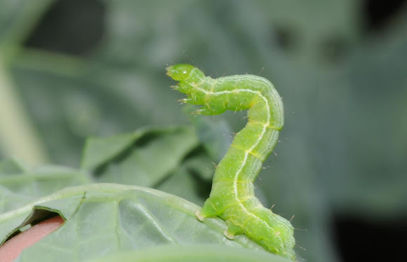 Cabbage looper moth (larva) | Project Noah