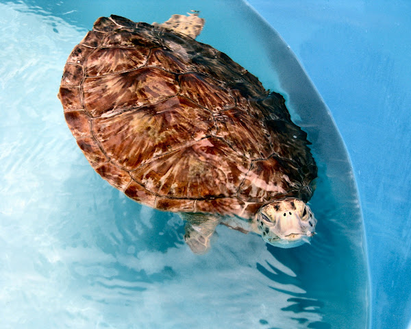 Hawksbill Sea Turtle | Project Noah