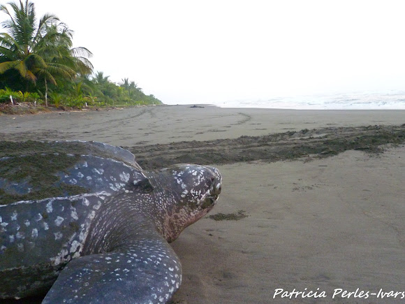 leatherback turtle, tortuga baula o laud | Project Noah