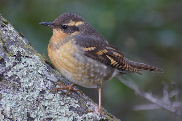 Varied Thrush (juvenile) | Project Noah