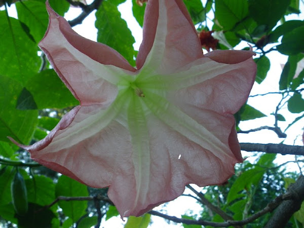 Angel's Trumpet | Project Noah
