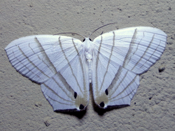 Uraniid moth | Project Noah