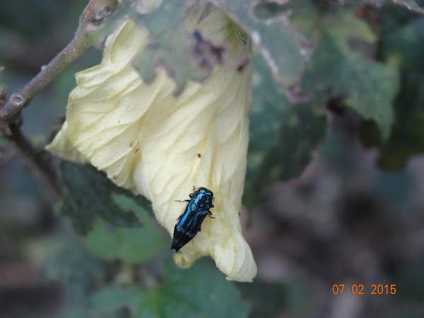 Hibiscus Jewel Beetle | Project Noah