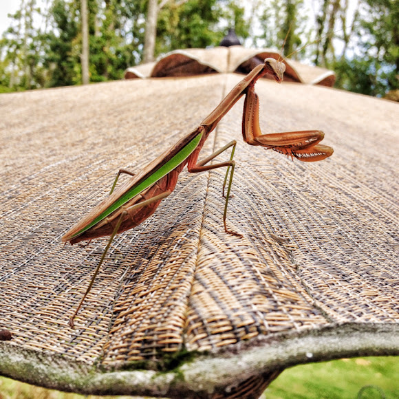 Chinese mantis | Project Noah