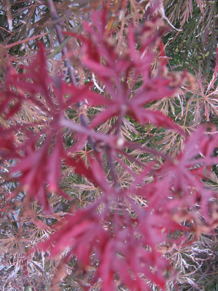Japanese Maple | Project Noah