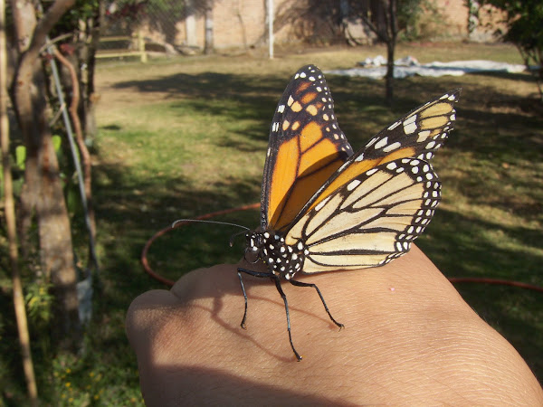 Monarca | Project Noah