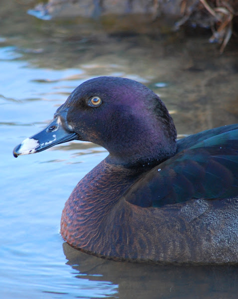 Mulard (Male) | Project Noah