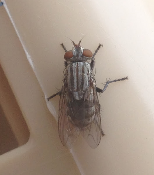 Flesh Fly | Project Noah
