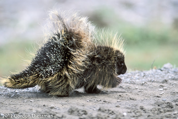 North American Porcupine | Project Noah