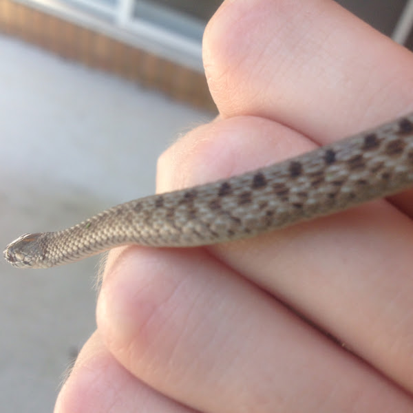 Midland Brown Snake | Project Noah