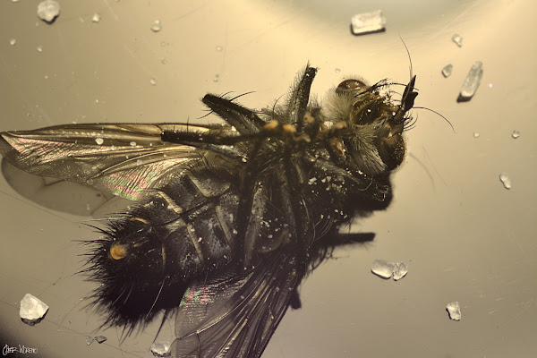 Fly corpse | Project Noah