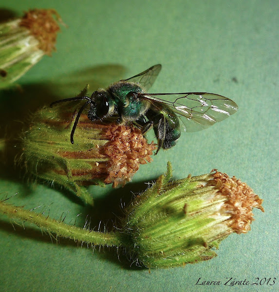 Halictid Bee | Project Noah