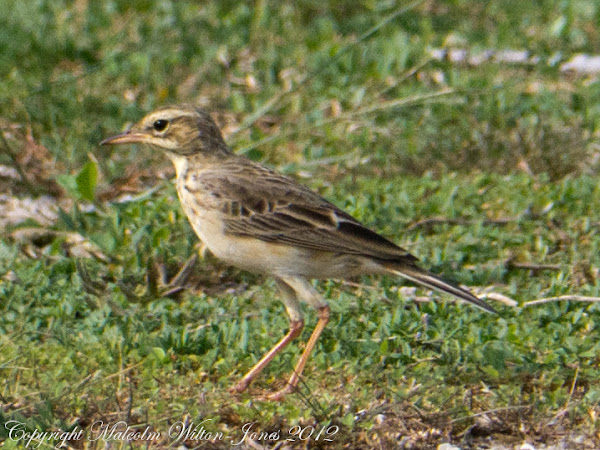 Richard's Pipit | Project Noah