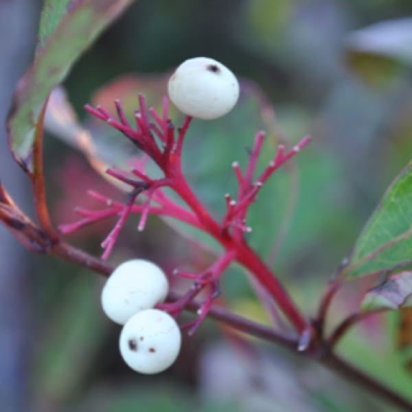 Grey dogwood | Project Noah