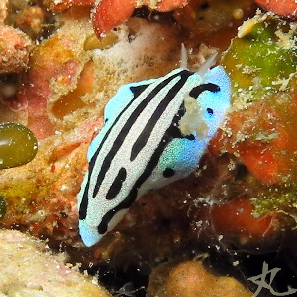 Blue Sphinx Nudibranch | Project Noah