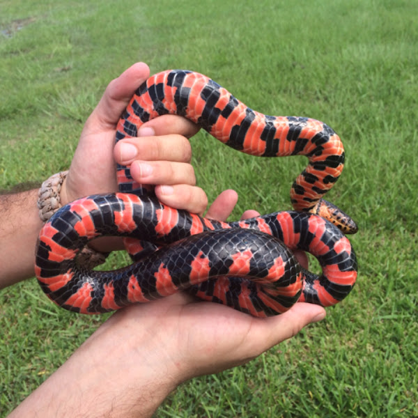 Mud snake | Project Noah