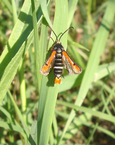 Fiery Clearwing Moth | Project Noah
