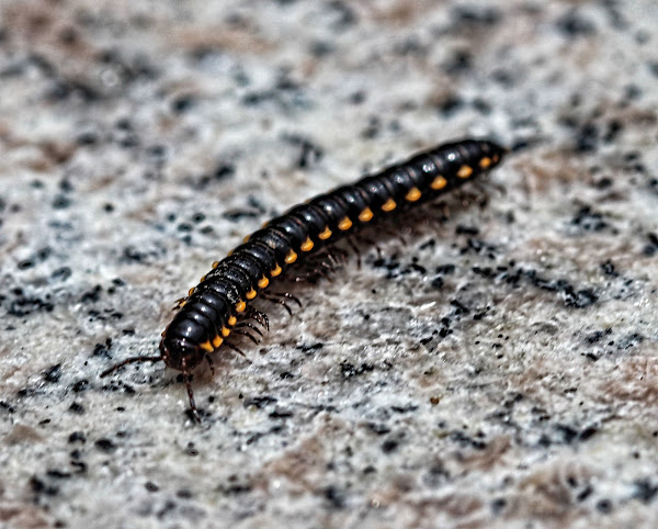 Cyanide Millipede | Project Noah