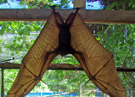 Giant Golden-Crowned Flying Fox | Project Noah
