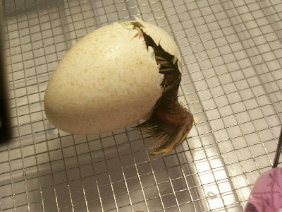 I FINALLY HATCHED TURKEYS!!! Jersey Buff Hatching & Poult Pics ...