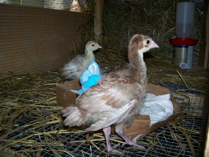 We've decided on Jersey Buff Turkeys! New Pics pg6 | Page 5 | BackYard ...