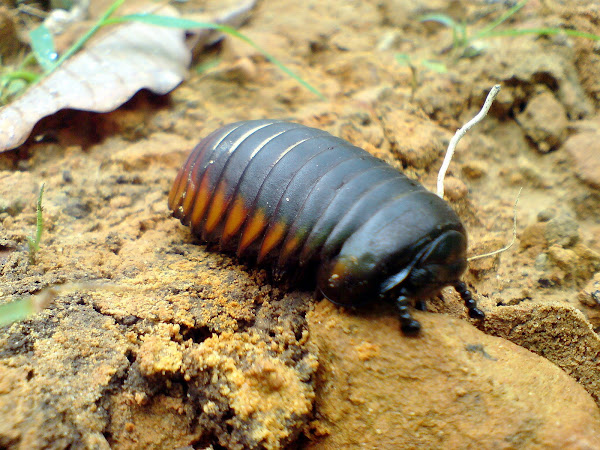 Pill Millipede | Project Noah