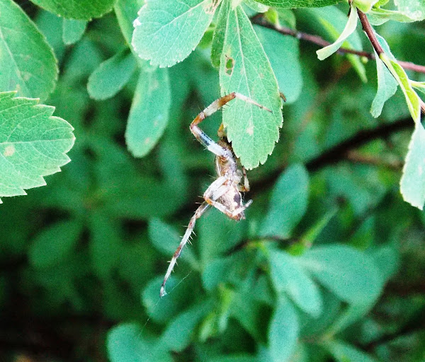 Spider | Project Noah