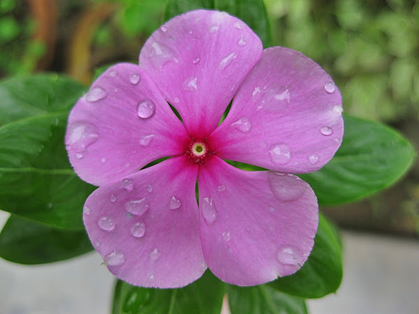 Madagascar periwinkle | Project Noah