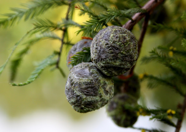 Bald cypress w/galls, insects | Project Noah