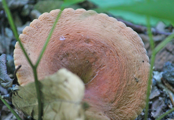 Milk cap mushroom | Project Noah