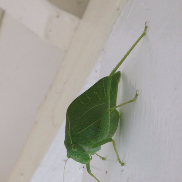 Katydid | Project Noah