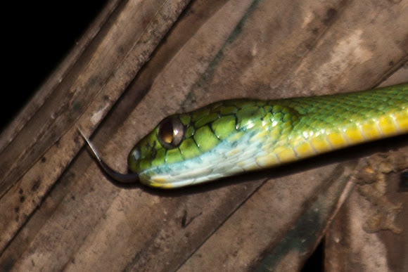 Green Cat Snake | Project Noah