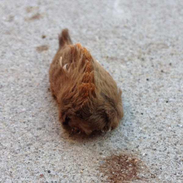 Asp caterpillar (flannel moth larva) | Project Noah