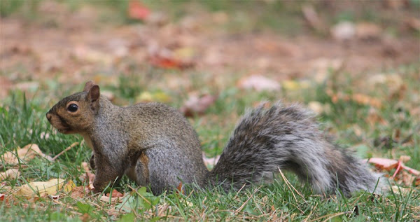 Eastern Gray Squirrel | Project Noah