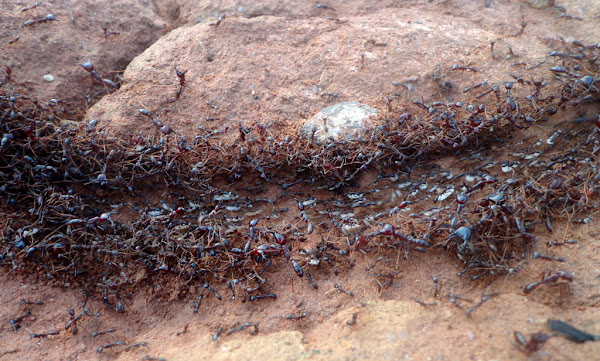 Driver ants | Project Noah